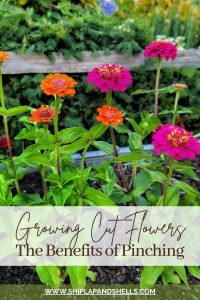 How Pinching Plants Benefits Your Cut Flower Garden - Shiplap and Shells