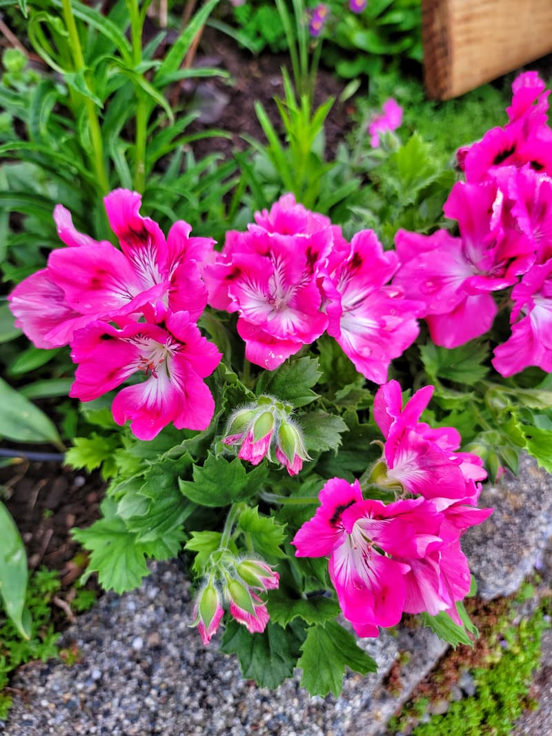 Deadheading Flowers Made Easy: A Step-by-Step Garden Guide - Shiplap ...