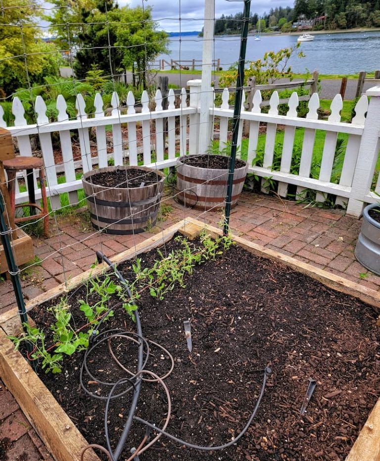 Top Tips for Watering Your Flower Garden Efficiently - Shiplap and Shells