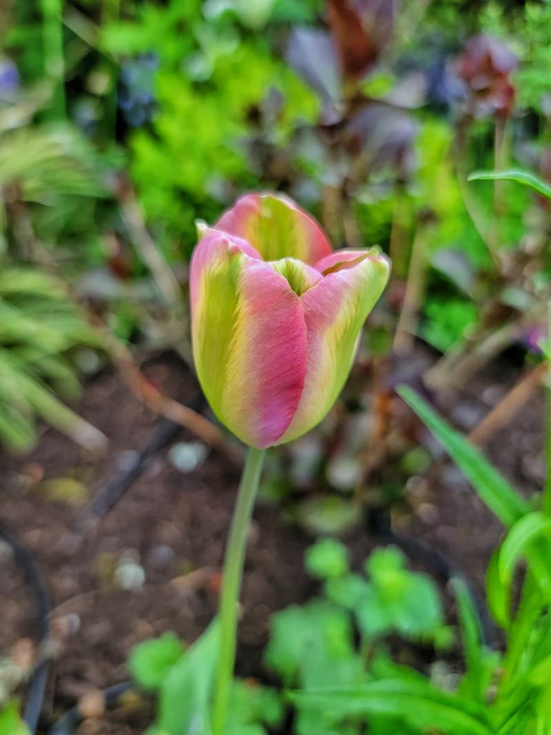 Growing Tulips from Bulbs: Tulip Care and Maintenance 101 - Shiplap and Shells