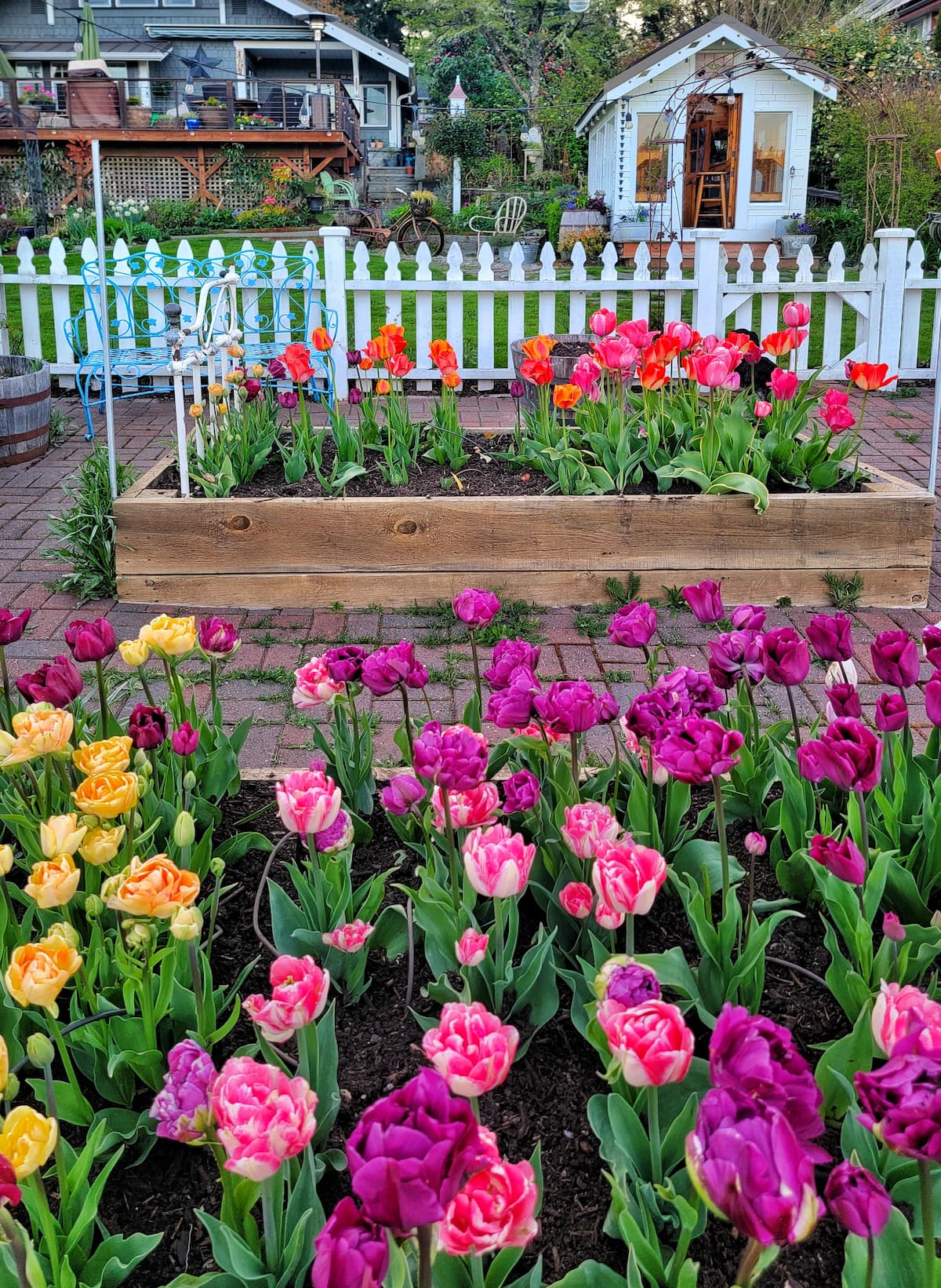 Growing Tulips from Bulbs: Tulip Care and Maintenance 101 - Shiplap and Shells