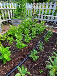 How to Plan Your Garden Using Lessons from Last Year - Shiplap and Shells