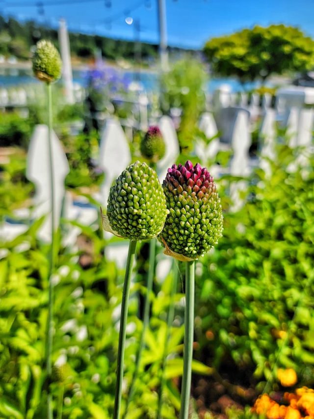 See What Bloomed in the Early Summer Flower Garden - Shiplap and Shells