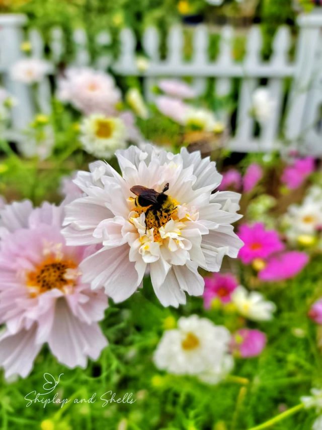 45 Flowers That Attract Bees and Other Pollinators - Shiplap and Shells