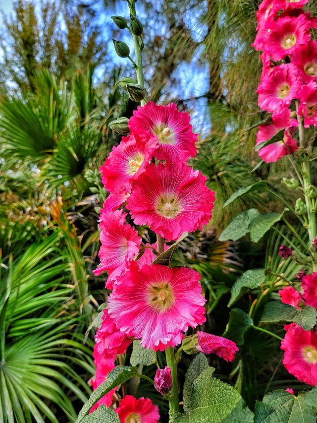 How to Support Garden Flowers to Keep Them from Falling Over - Shiplap ...