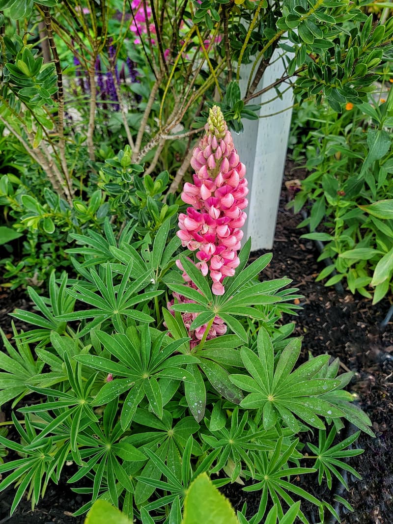What's Blooming in My Late-Spring Cottage Flower Garden - Shiplap and ...