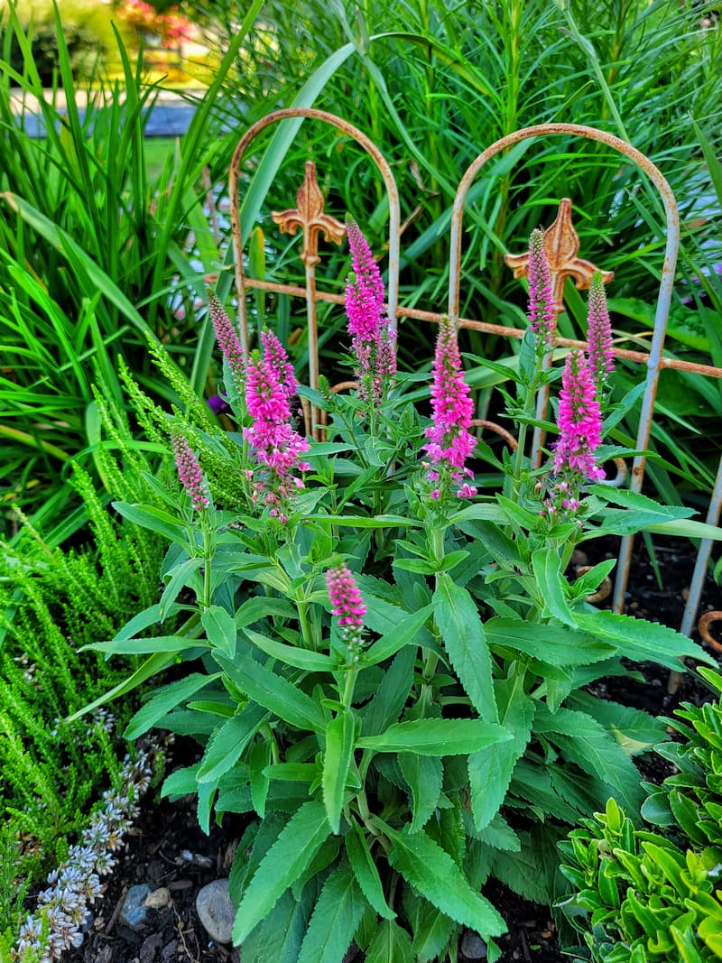 45 Flowers That Attract Bees and Other Pollinators - Shiplap and Shells