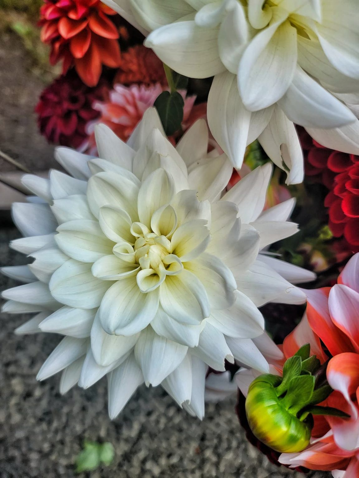 How to Store Dahlia Tubers Over Winter - Shiplap and Shells