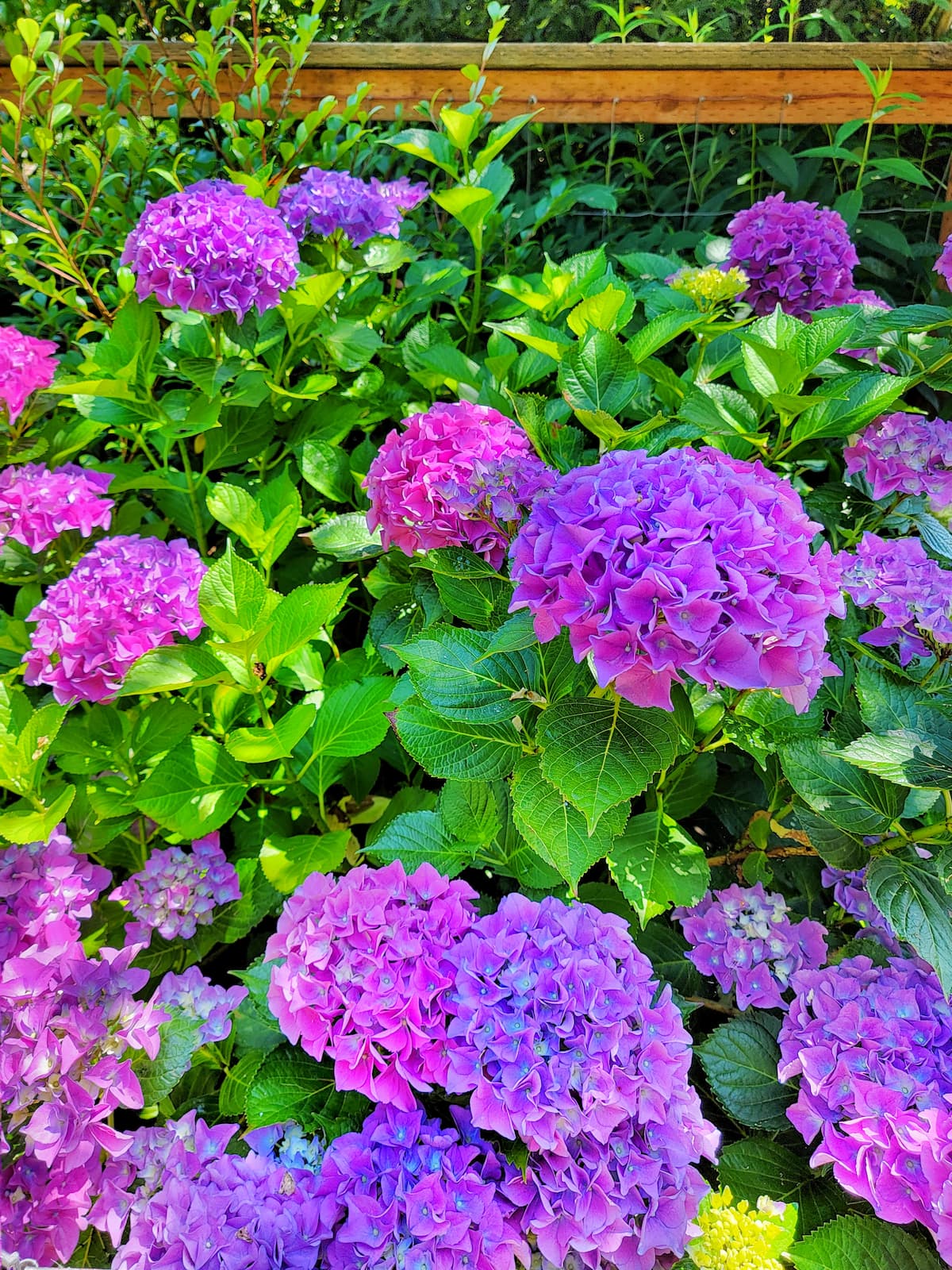Ultimate Guide to Grow and Care for Hydrangeas for Beginners - Shiplap ...