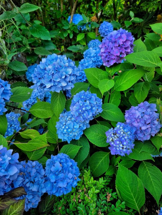 Ultimate Guide to Grow and Care for Hydrangeas for Beginners - Shiplap ...