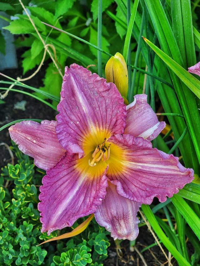 Must-Have Blooms: Favorite Flowers to Grow in Your Early Summer Garden ...