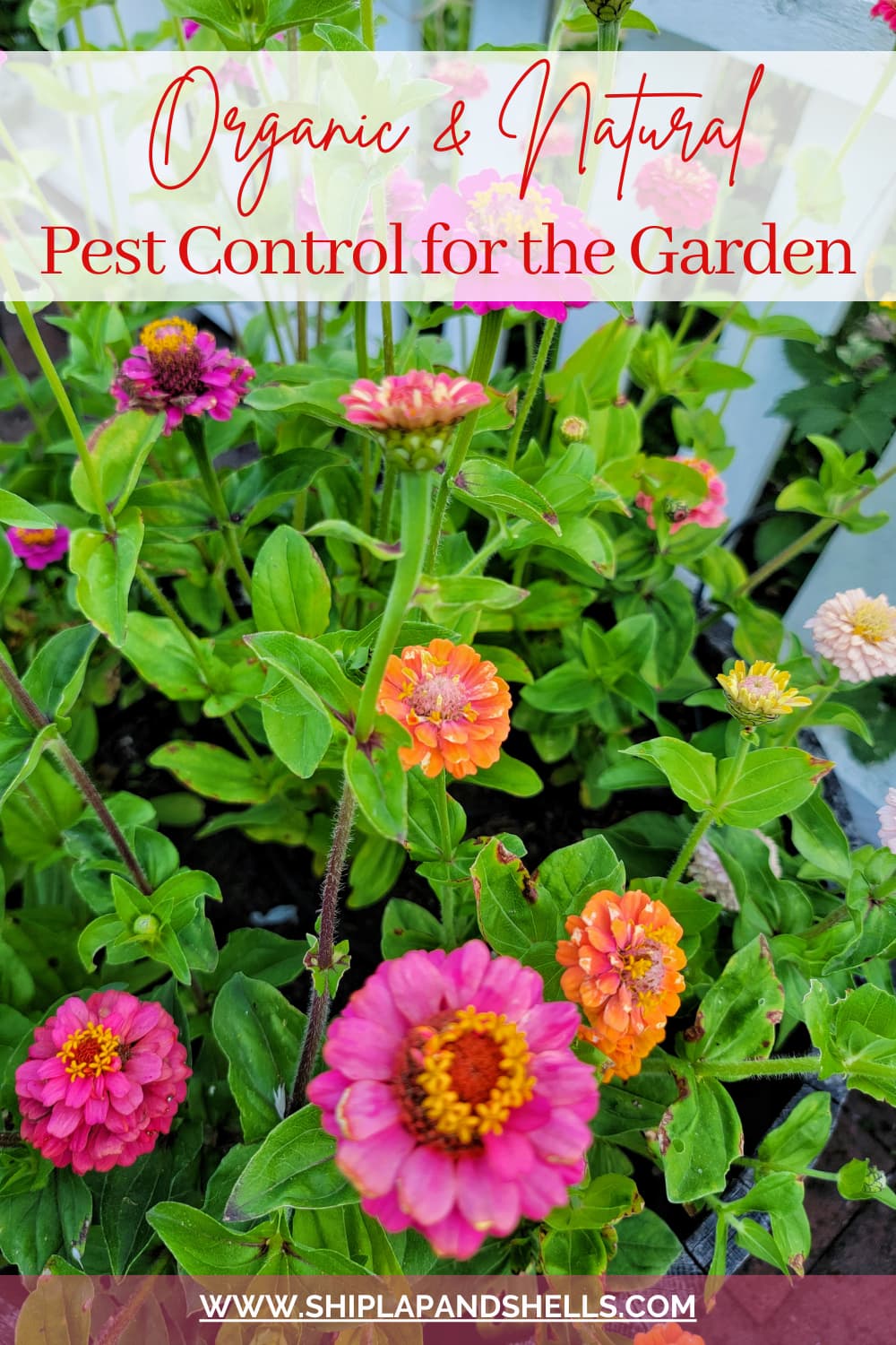 Natural and Organic Methods for Pest Control in the Garden - Shiplap ...