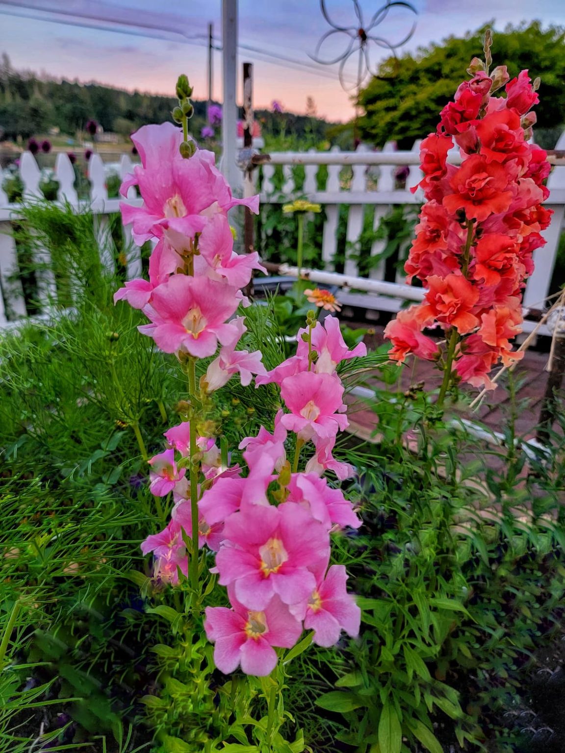 How to Grow Stunning Snapdragons from Seed Indoors - Shiplap and Shells