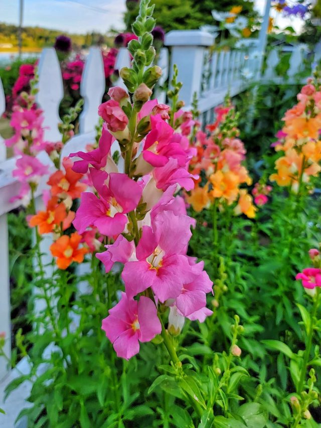 How to Grow Stunning Snapdragons from Seed Indoors - Shiplap and Shells