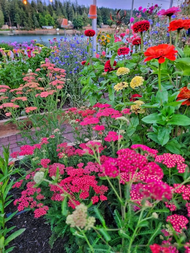 Cut Flower Garden Dos and Don’ts for Beginners - Shiplap and Shells