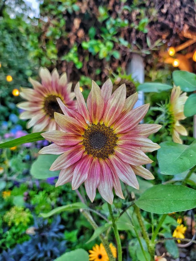 Growing Sunflowers from Seed: A Complete Guide - Shiplap and Shells