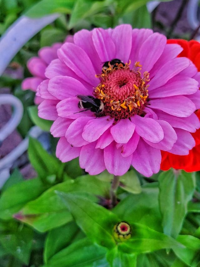 Easy to Grow Flowers to Plant in Your Garden for Beginners - Shiplap ...