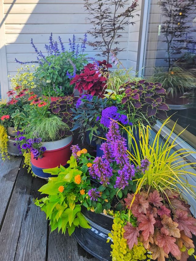 12 Best Plants for Fall Planters and Container Gardens - Shiplap and Shells