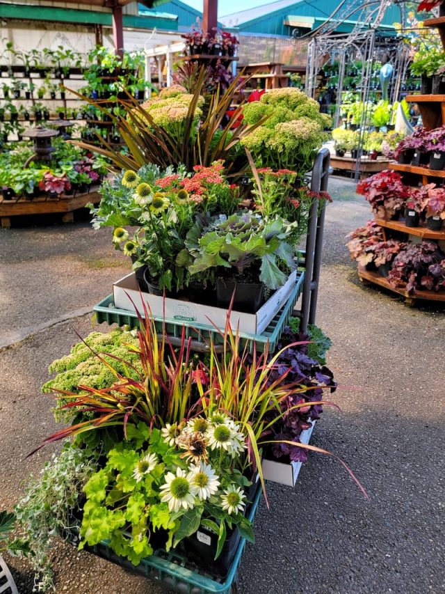 12 Best Plants for Fall Planters and Container Gardens - Shiplap and Shells