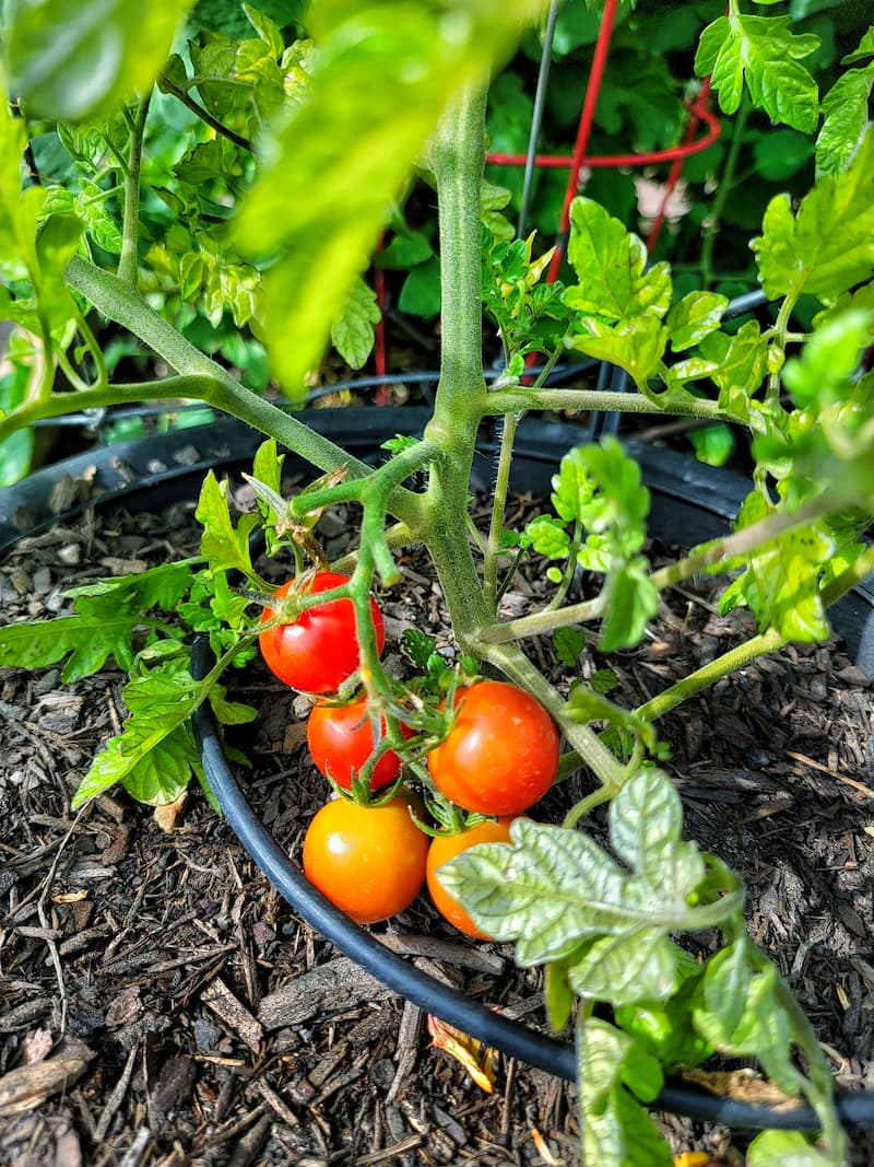 How to Weed the Garden: Best Natural Management Tips - Shiplap and Shells