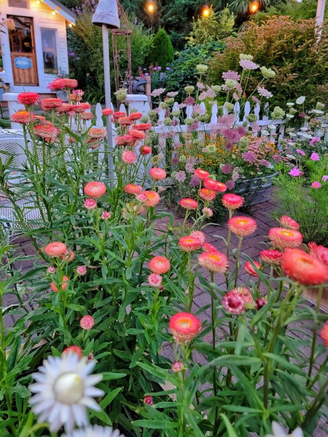 How to Plan a Stunning Cut Flower Garden Layout - Shiplap and Shells