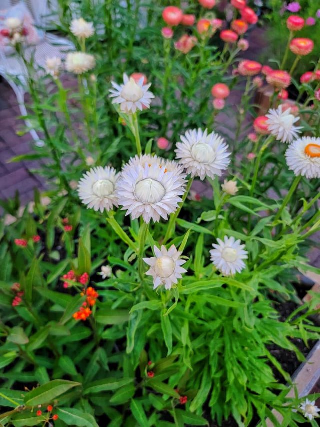 How to Grow Strawflowers For Your Cut Flower Garden From Seed Indoors ...