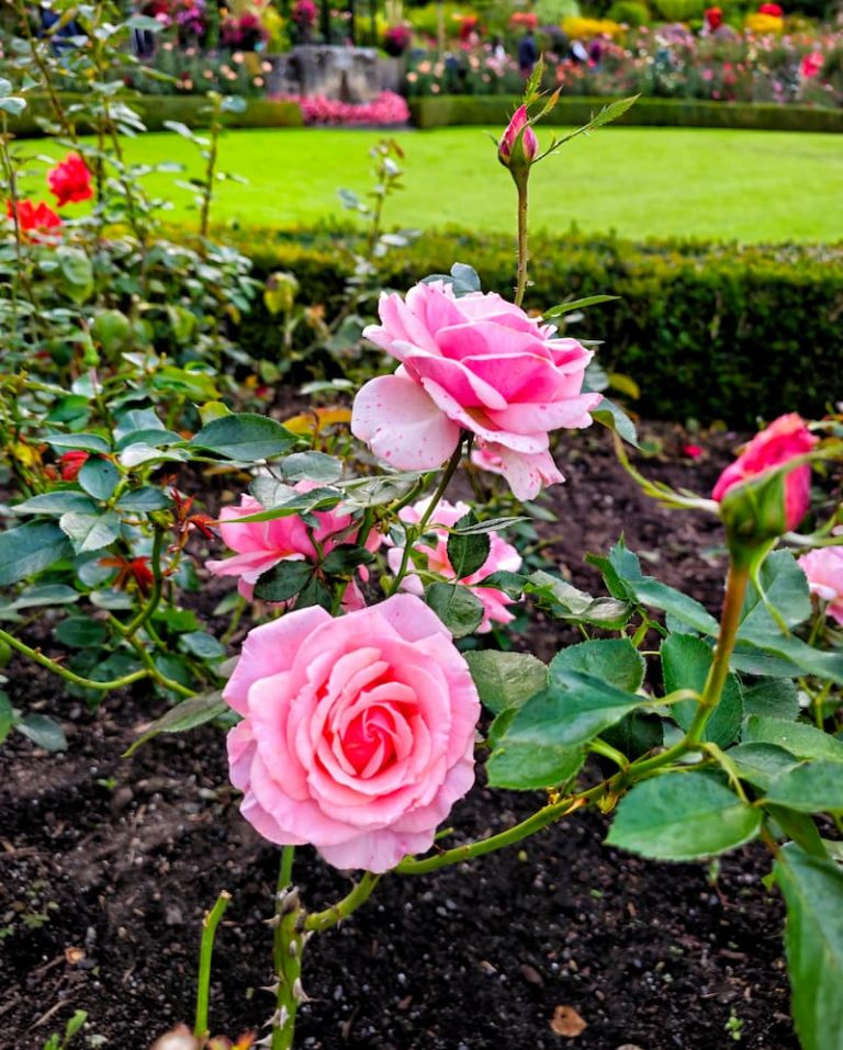 Deadheading Flowers Made Easy: A Step-by-Step Garden Guide - Shiplap ...