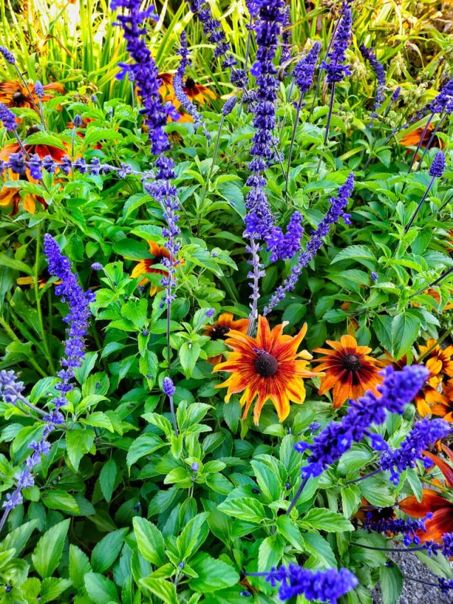 Fall Perennials That Will Give Your Cottage Garden the Wow Factor ...