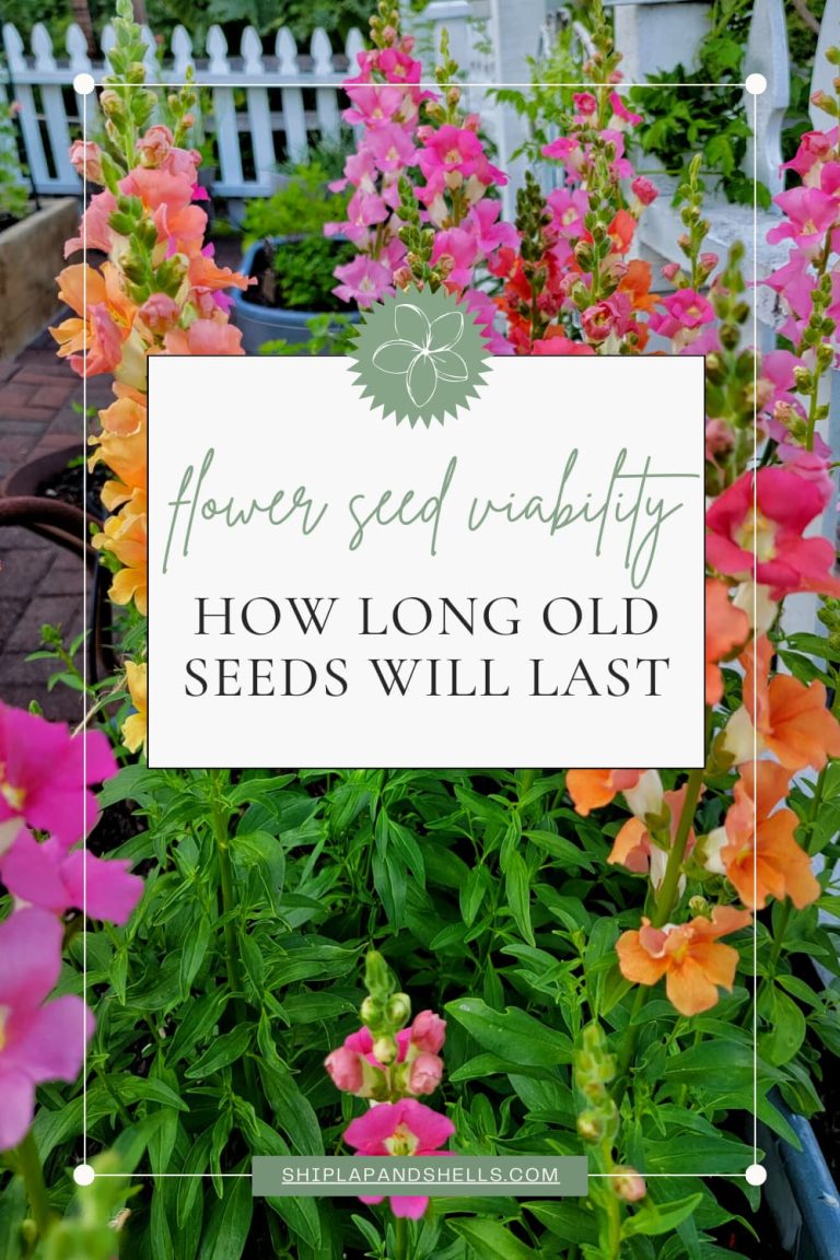 How Long Old Seeds Last: Flower Seed Viability Chart - Shiplap and Shells