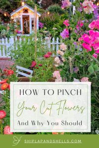 How Pinching Plants Benefits Your Cut Flower Garden - Shiplap and Shells