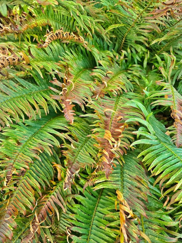 How to Cut Back Outdoor Garden Evergreen Ferns - Shiplap and Shells