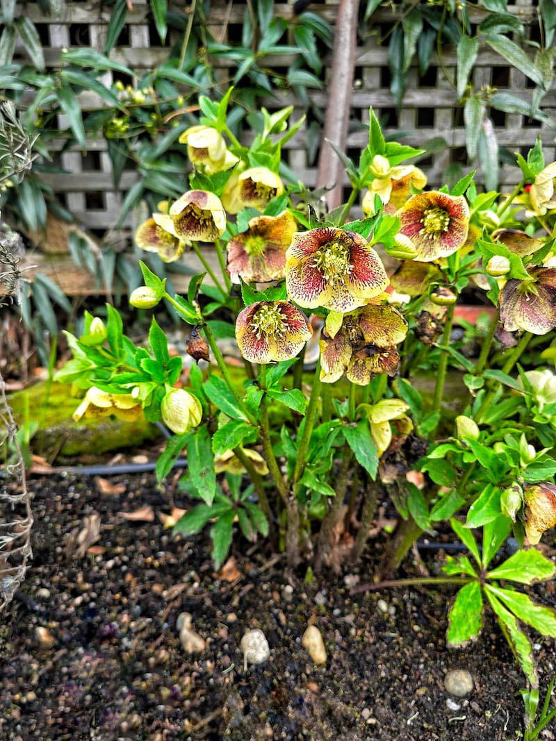 February Gardening Tips for the Pacific Northwest - Shiplap and Shells