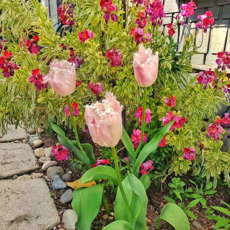 Growing Tulips from Bulbs: Tulip Care and Maintenance 101 - Shiplap and Shells
