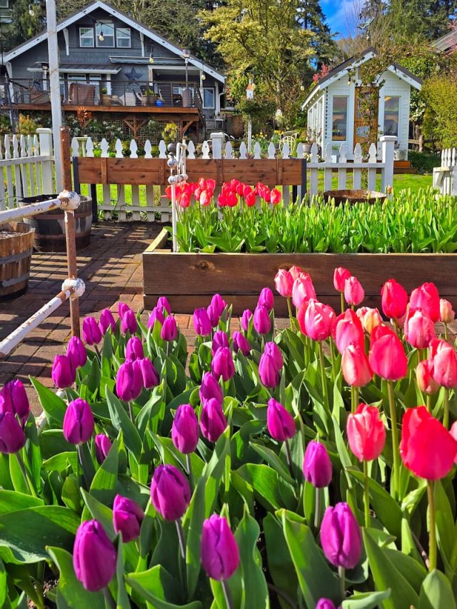 What's Growing in My Early Spring Blooming Garden - Shiplap and Shells