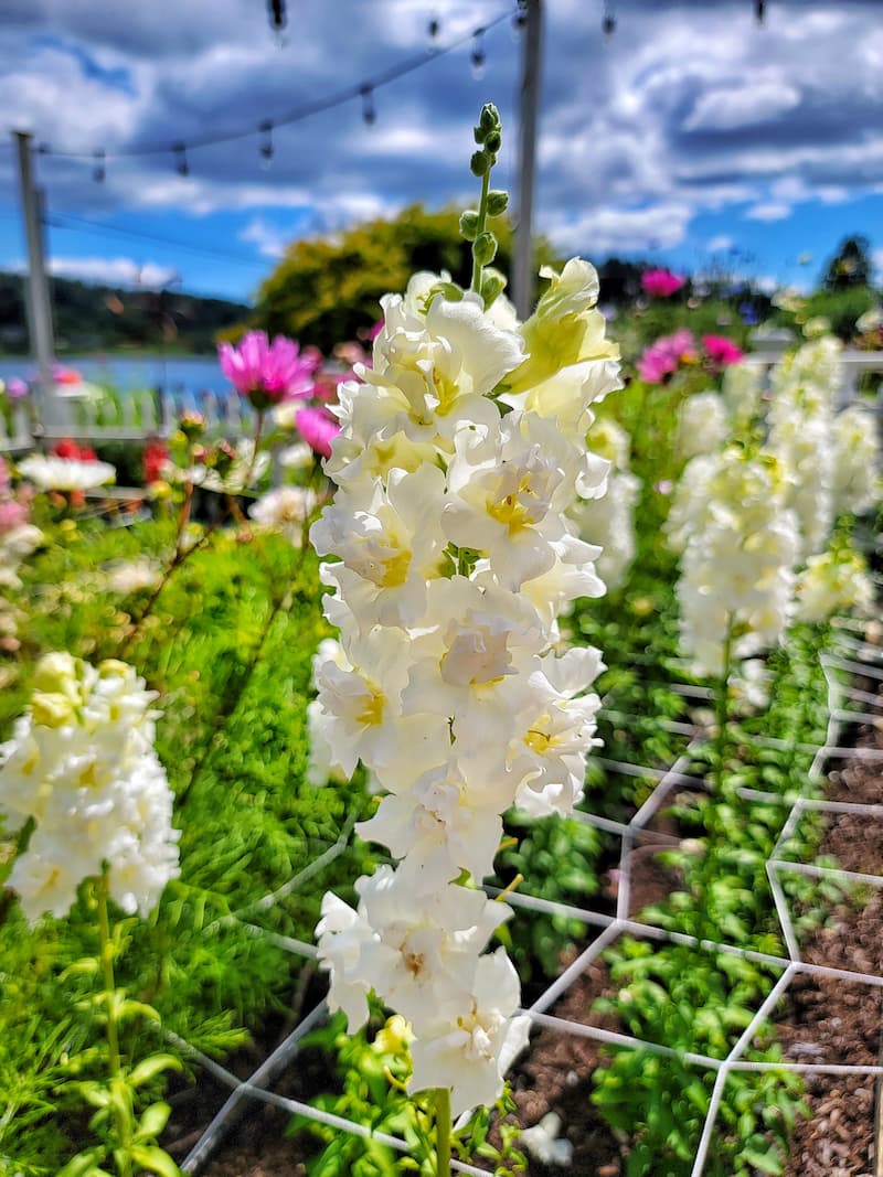 How to Grow Stunning Snapdragons from Seed Indoors - Shiplap and Shells