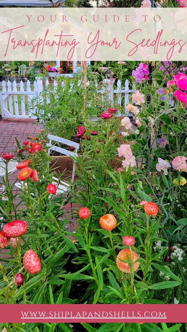 How to Safely Transplant Flower Seedlings: Tips for Beginners - Shiplap ...