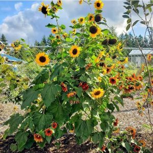Growing Sunflowers from Seed: A Complete Guide - Shiplap and Shells