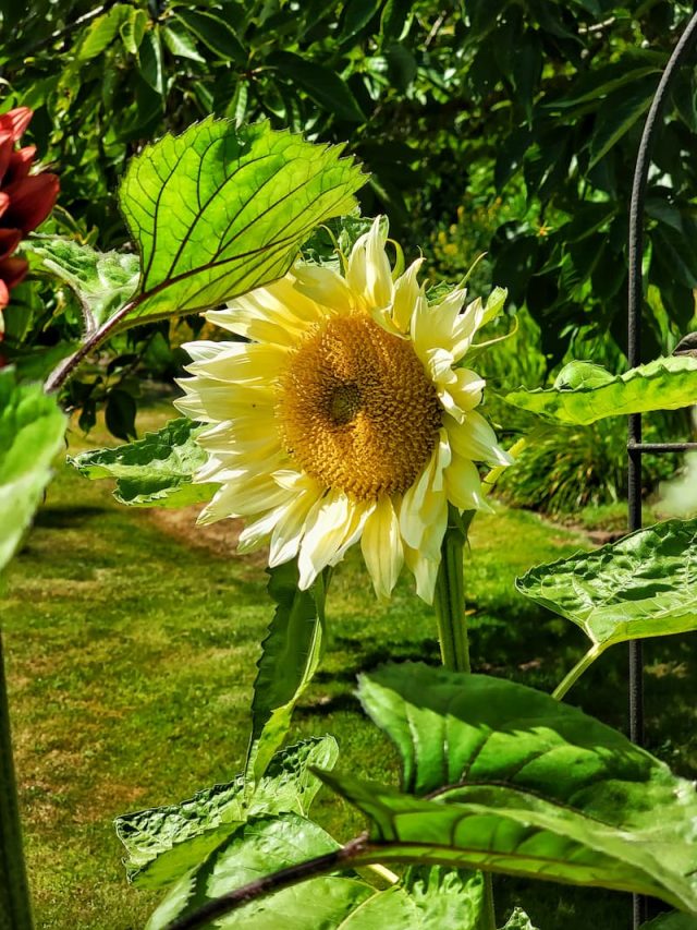 Growing Sunflowers from Seed: A Complete Guide - Shiplap and Shells