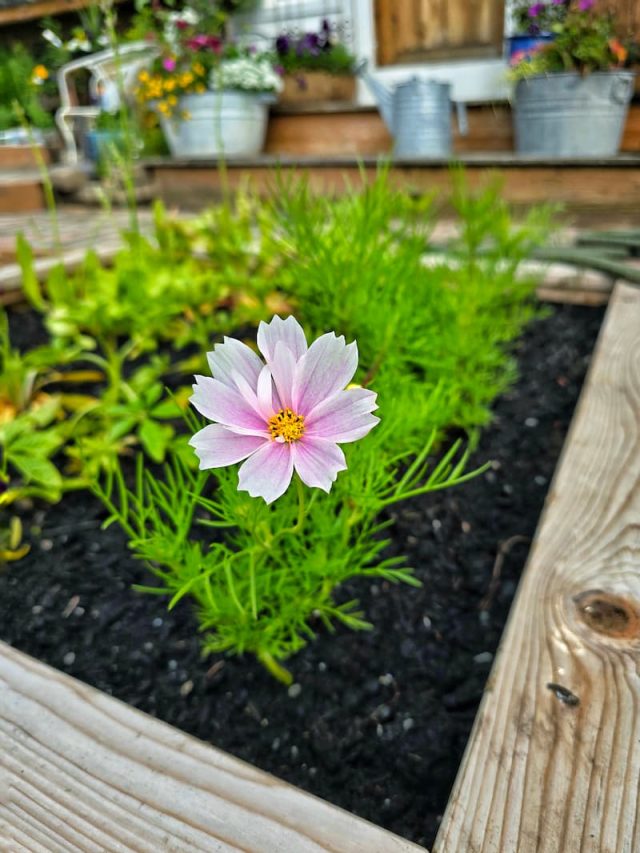 How to Grow Cosmos From Seeds Indoors For Your Cut Flower Garden ...