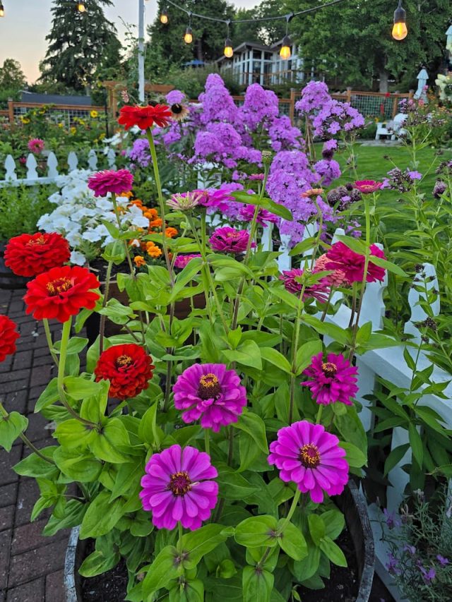 How to Grow and Care for Zinnias in Your Garden - Shiplap and Shells