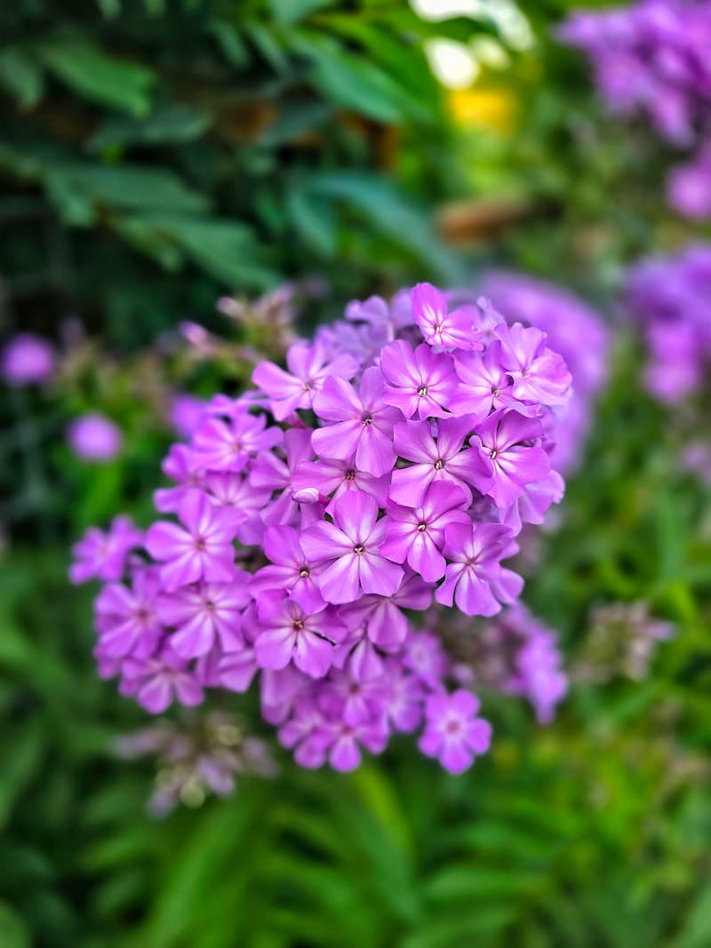 45 Flowers That Attract Bees and Other Pollinators - Shiplap and Shells