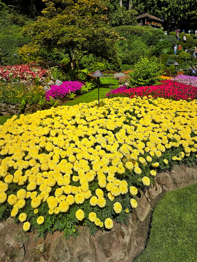 Fall in Love with the Magic of the Butchart Gardens - Shiplap and Shells