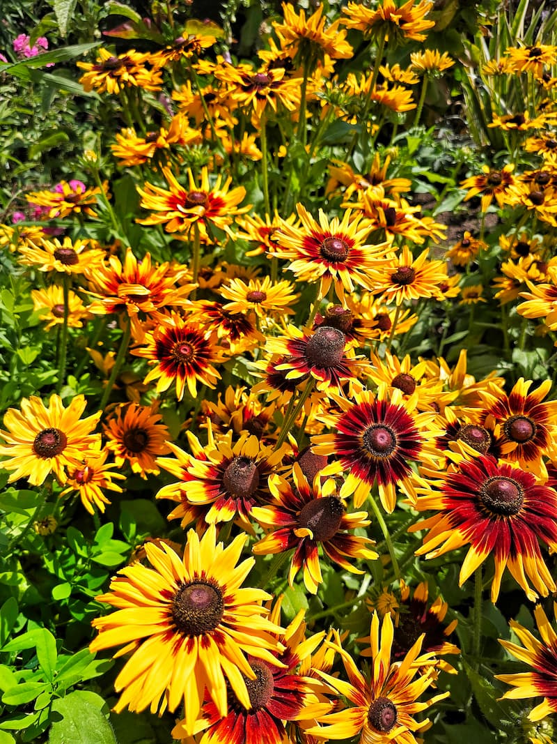 Deadheading Flowers Made Easy: A Step-by-Step Garden Guide - Shiplap ...