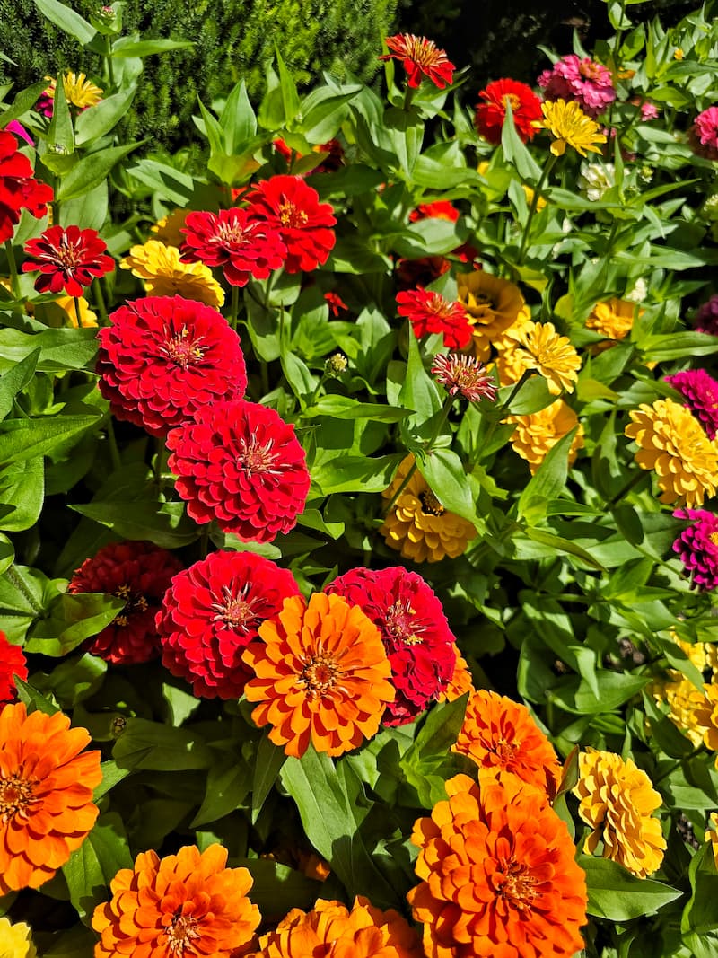 How to Grow and Care for Zinnias in Your Garden - Shiplap and Shells
