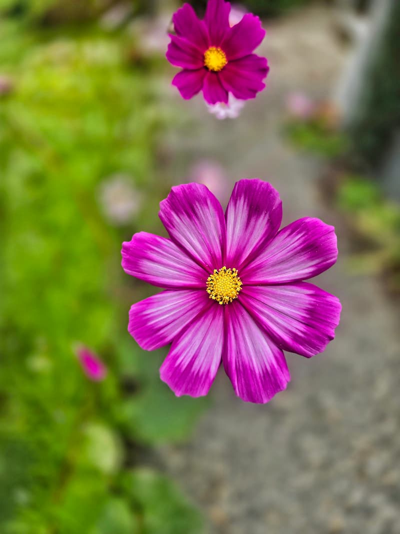 How to Grow and Care for Cosmos in the Garden - Shiplap and Shells