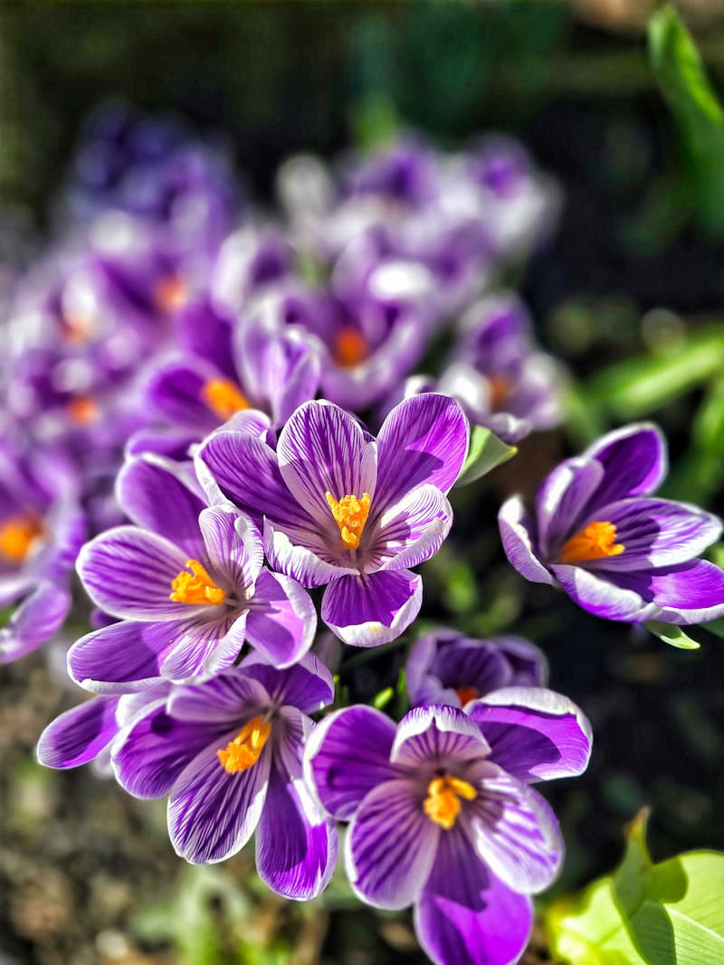 My Blog - Shiplap and Shells | Home and Garden in the PNW