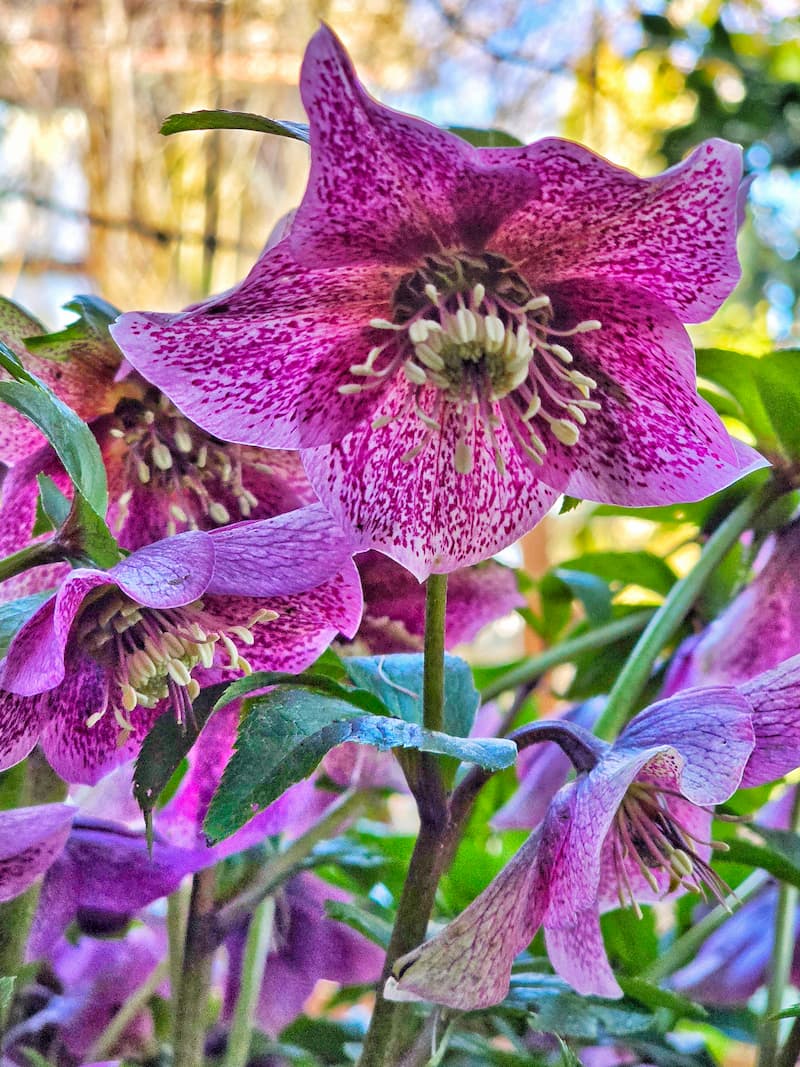 Deadheading Flowers Made Easy: A Step-by-Step Garden Guide - Shiplap ...