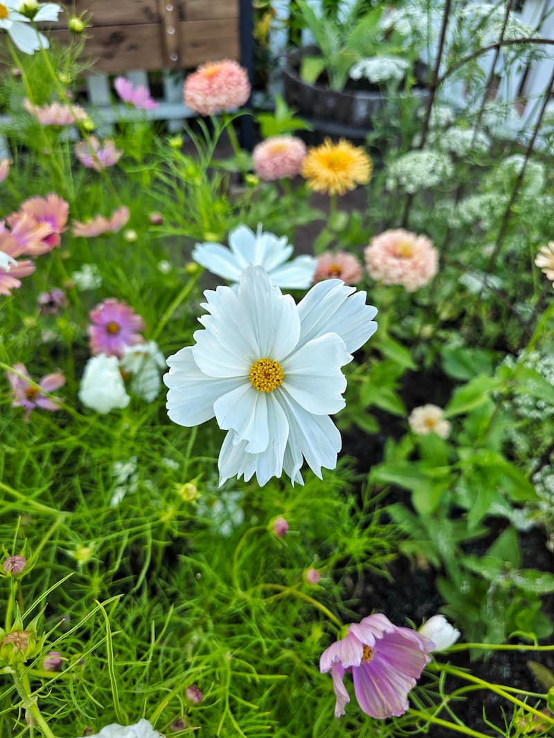 The Best Cut-and-Come-Again Flowers for a Cottage Cutting Garden ...